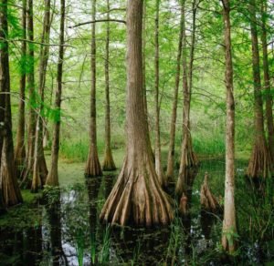 A Guide to Cajun Culture in Southern Louisiana | All Roads North